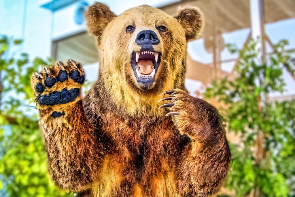 【やばい】北海道の利尻山にはクマがいる？いない？【ヒグマ・熊出没】 - ロボナビ